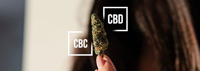 CBC (Cannabichromène) : Effets, légalité, achat et différences avec le CBD